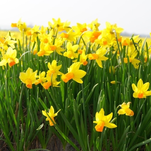 Narcis MIX - BIO | Natural Bulbs NL